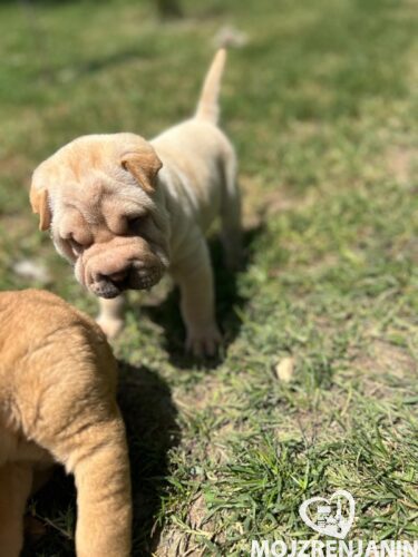 Shar pei – šar pej stenci