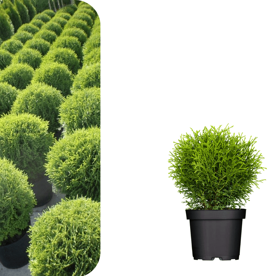Thuja occ. Tiny Tim
