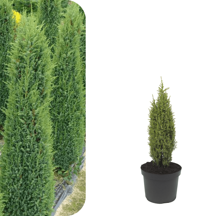 Juniperus communis - Compressa