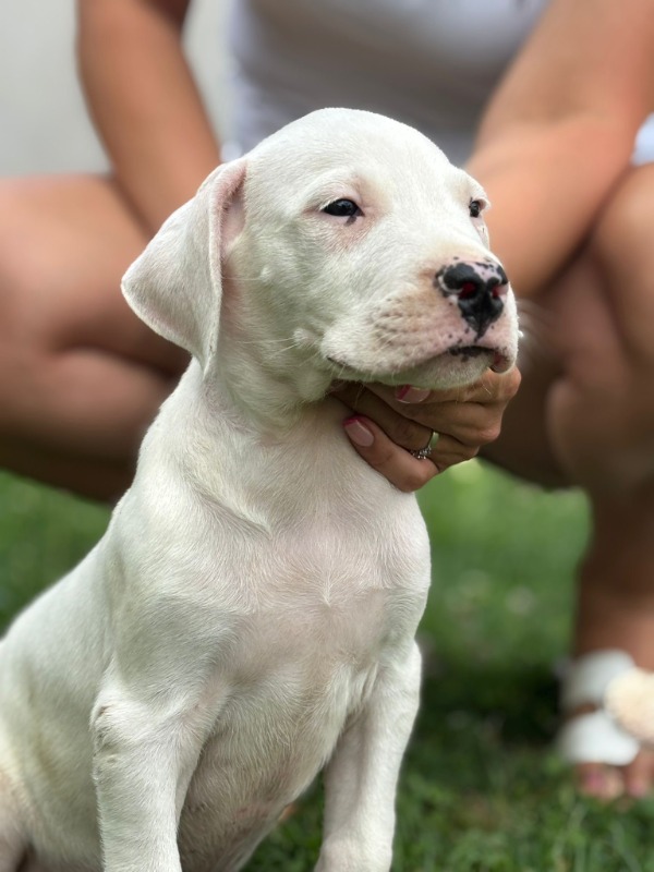Dogo Argentino štenci