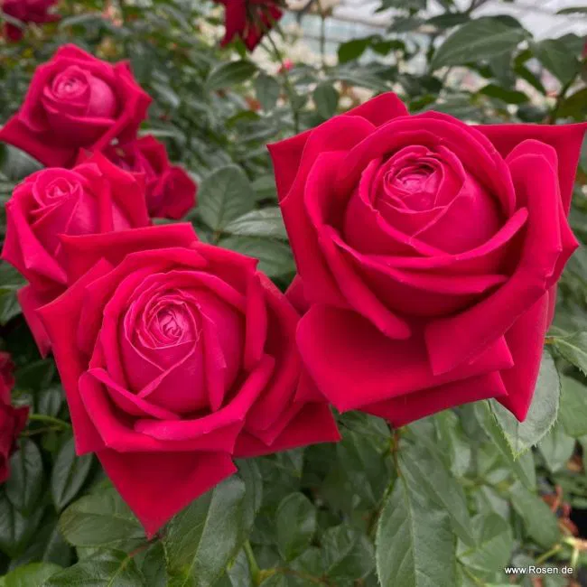 Poljubac rubina (Ruby Kiss®)