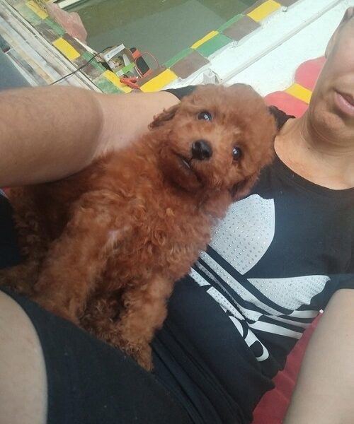 Crvena toy pudla