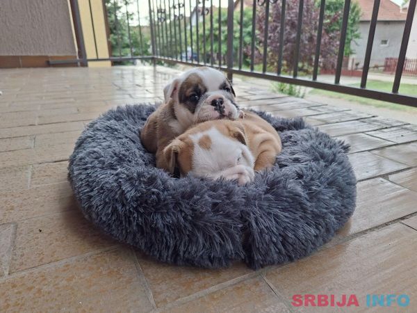 Engleski Buldog