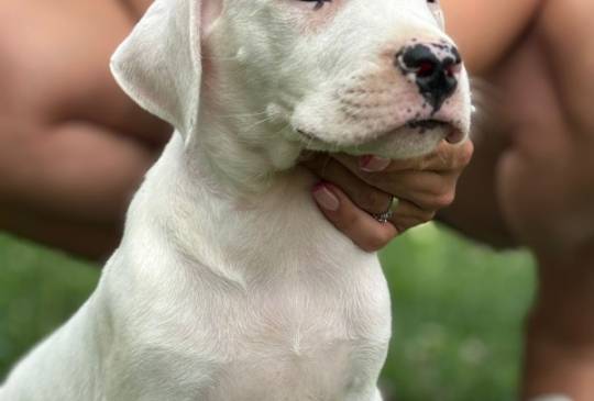 Dogo Argentino Štenci