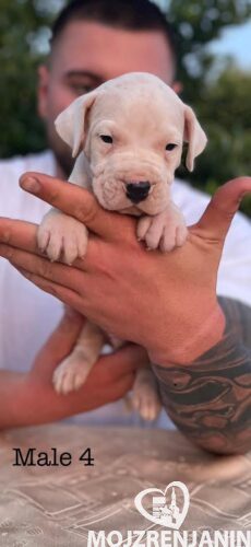 Argentinska doga ( Dogo Argentino )