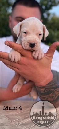 Argentinska doga ( Dogo Argentino )