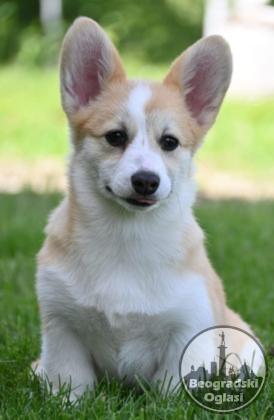 Velski korgi Welsh Corgi Pembroke