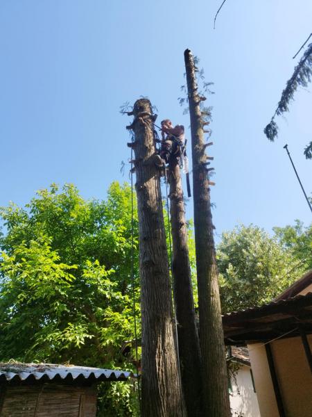 Rušenje, orezivanje kritičnih stabala
Sombor