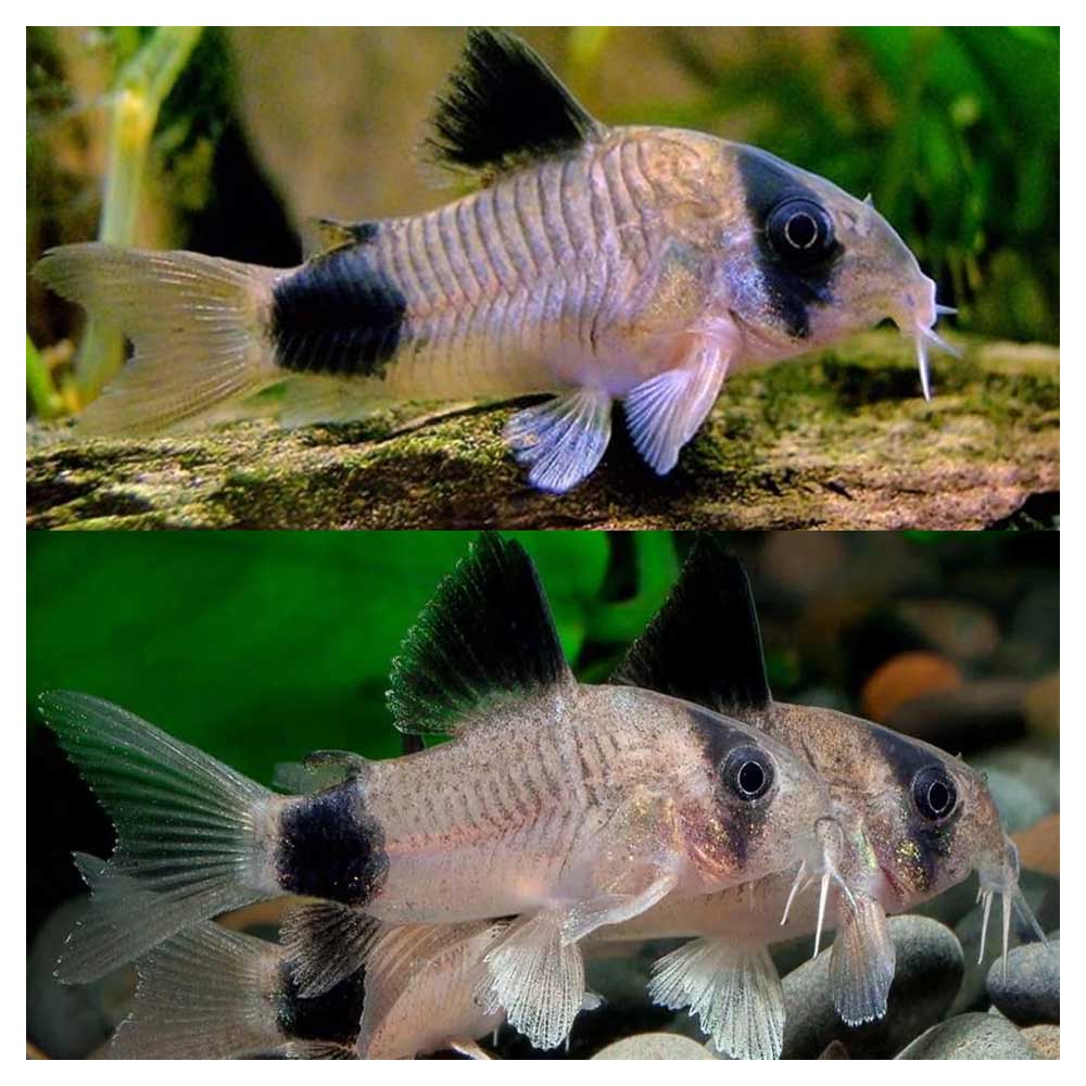Corydoras panda