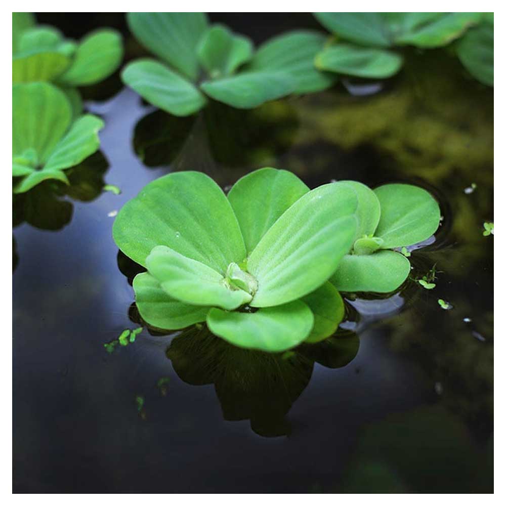 Pistia stratiotes xl
