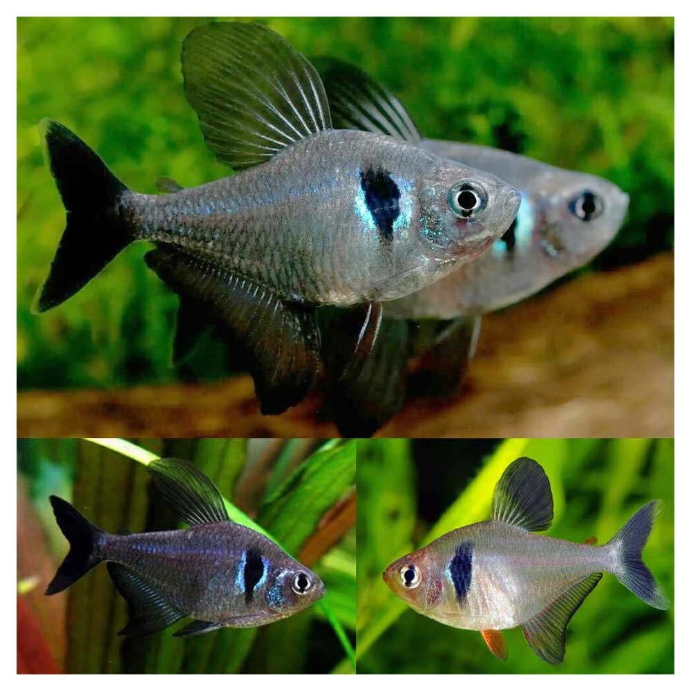 Hyphessobrycon megalopterus - Black phantom tetra