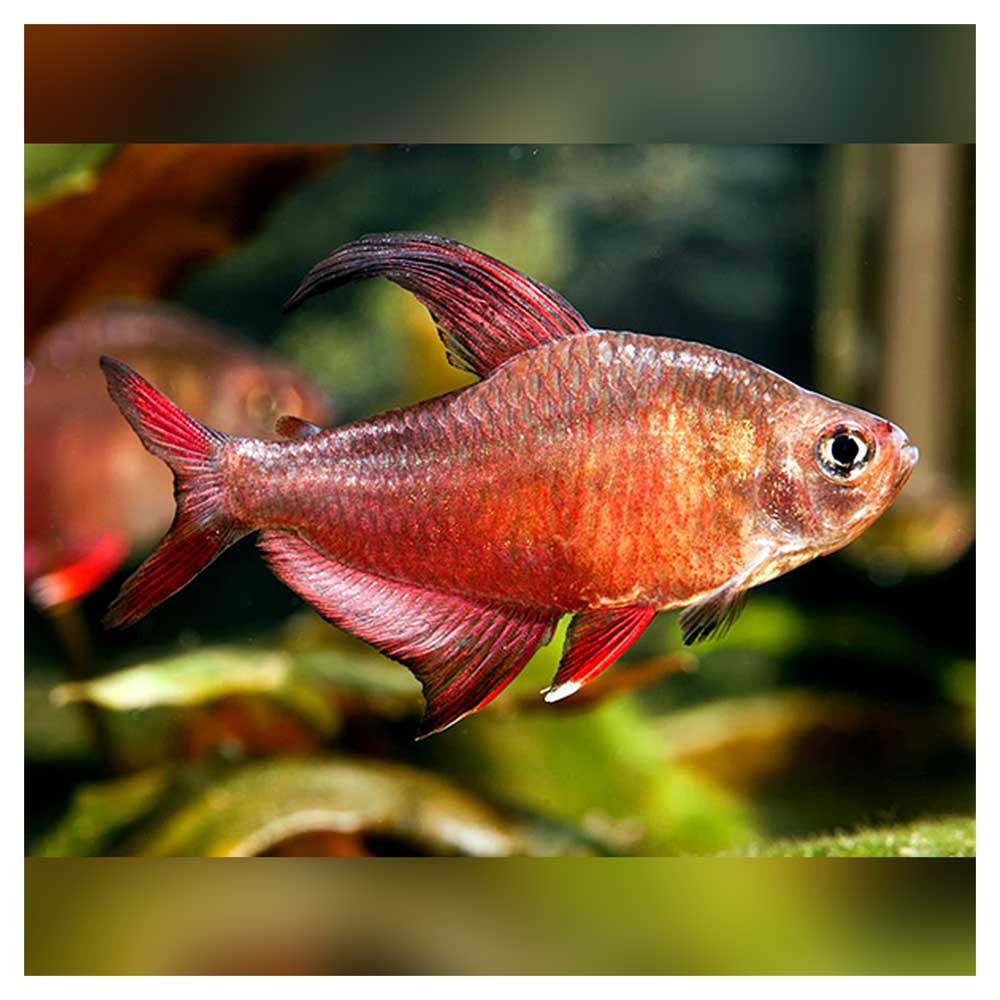 Hyphessobrycon rosaceus - White fin tetra
