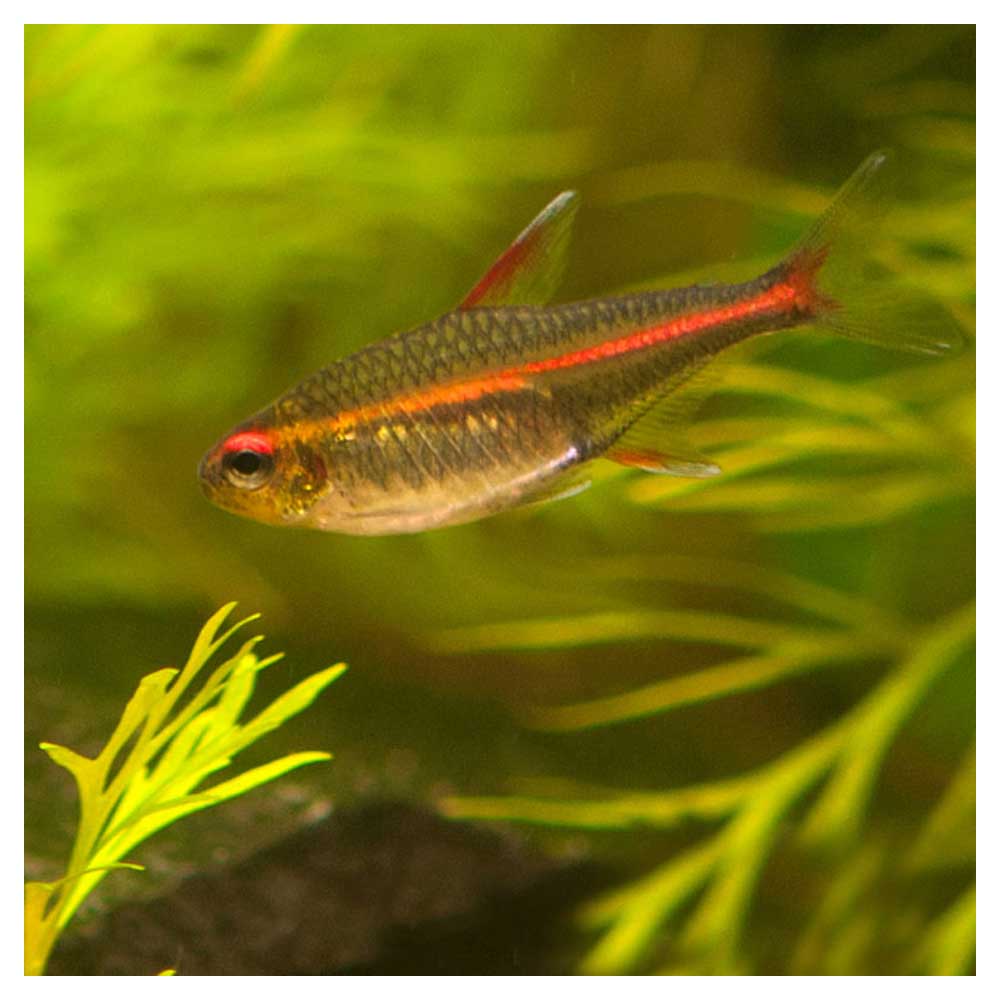 Hyphessobrycon gracilis - Gracilis tetra