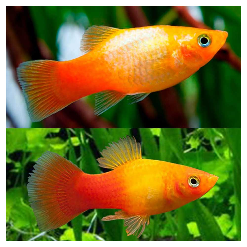 Xiphophorus maculatus var. - Plati sunset