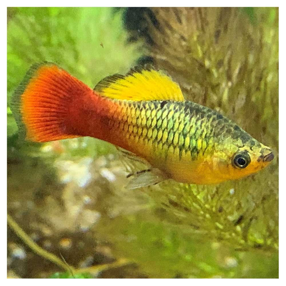 Xiphophorus maculatus var. - Plati variatus