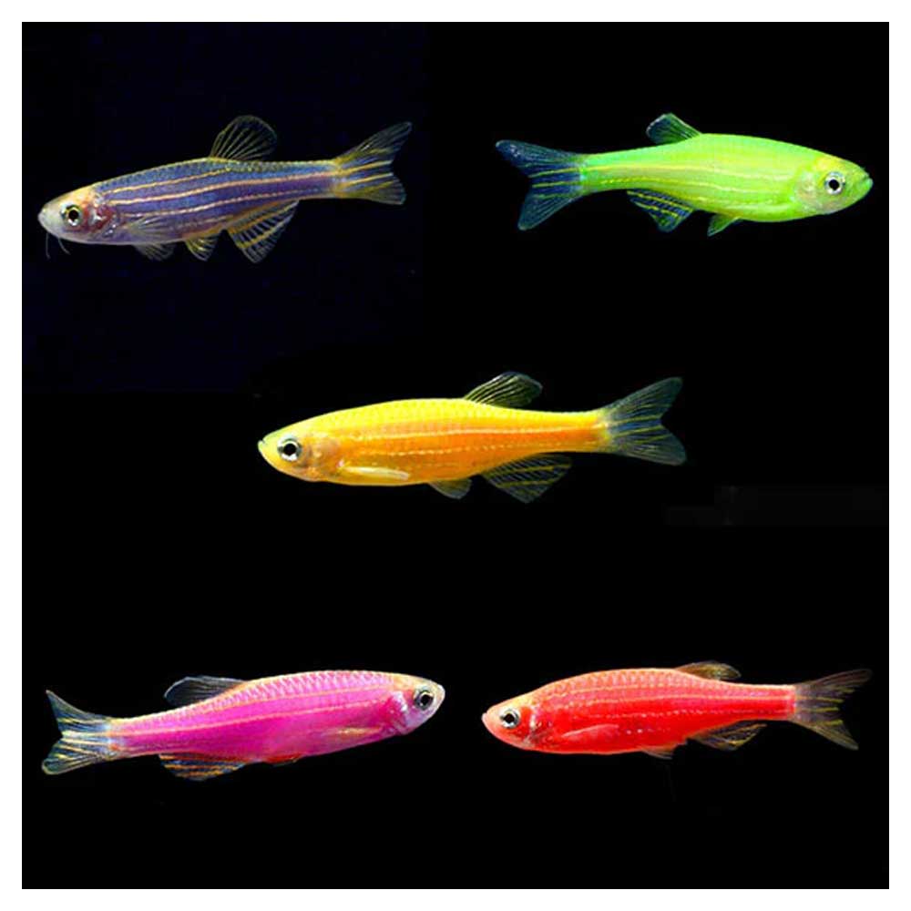Glo-fish zebra danio