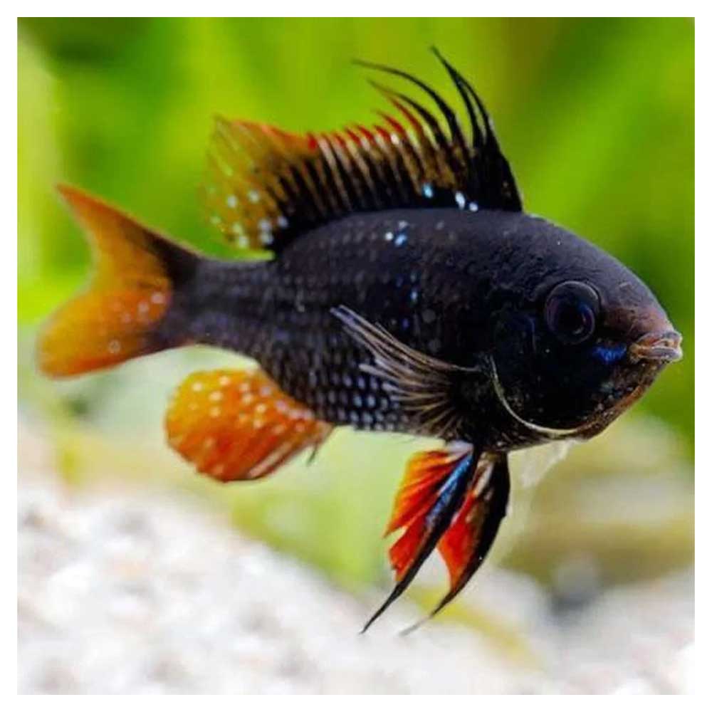 Mikrogeophagus ramirezi var. - Ramirez black