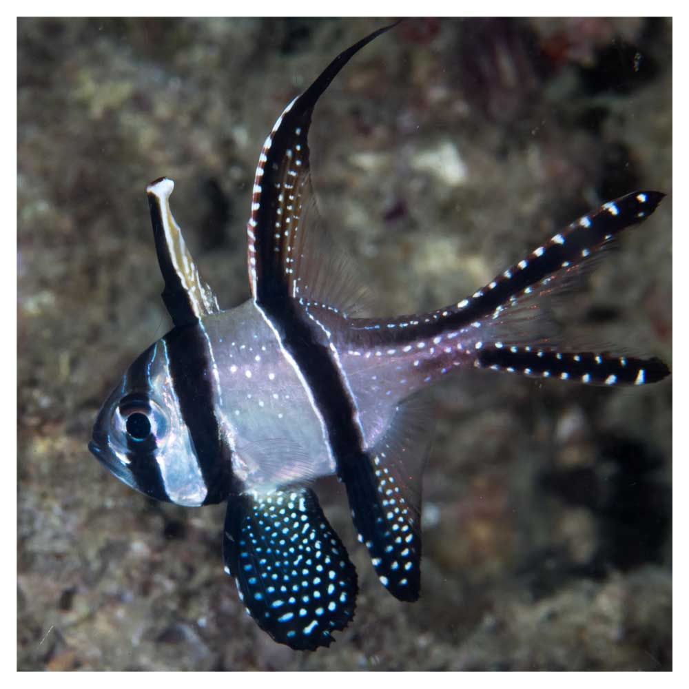 Pterapogon Kauderni - Bangai Cardinalfish