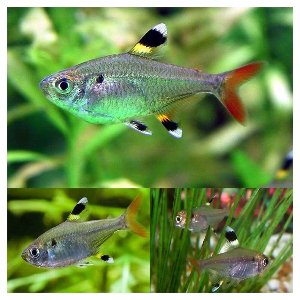 Pristella maxillaris - Pristella tetra