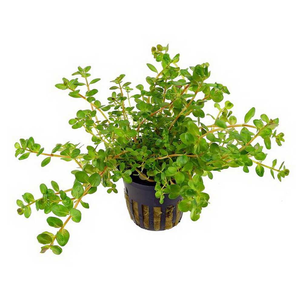 Rotala sp Myanmar