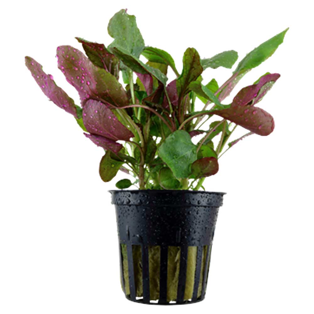 Lobelia cardinalis
