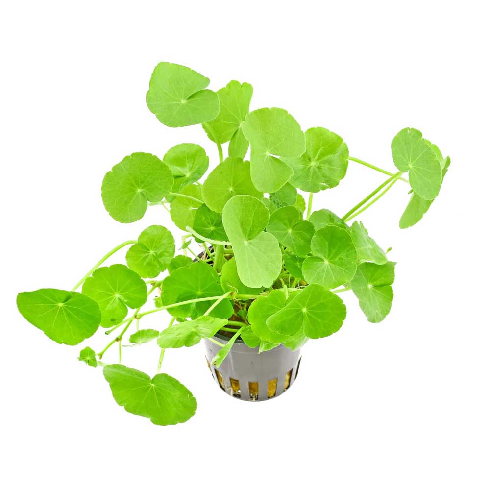 Hydrocotyle leucocephalla