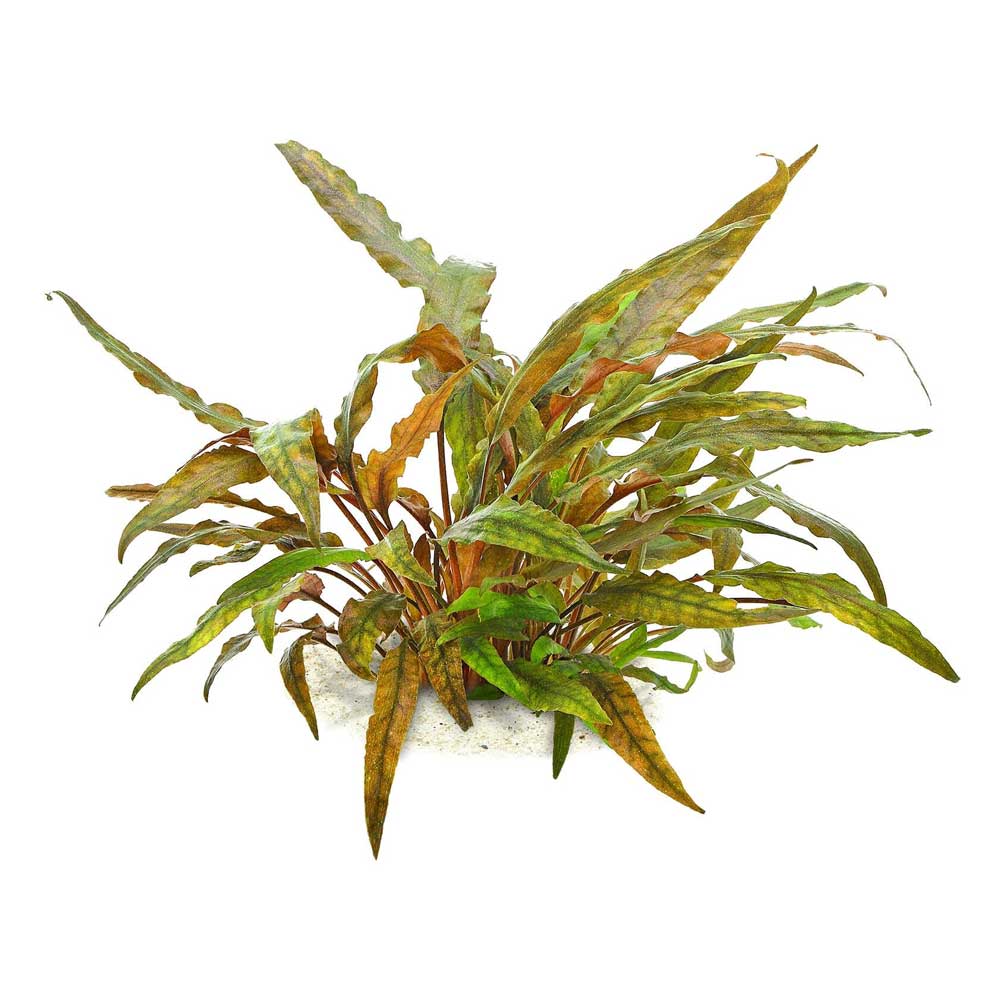 Cryptocoryne undulata