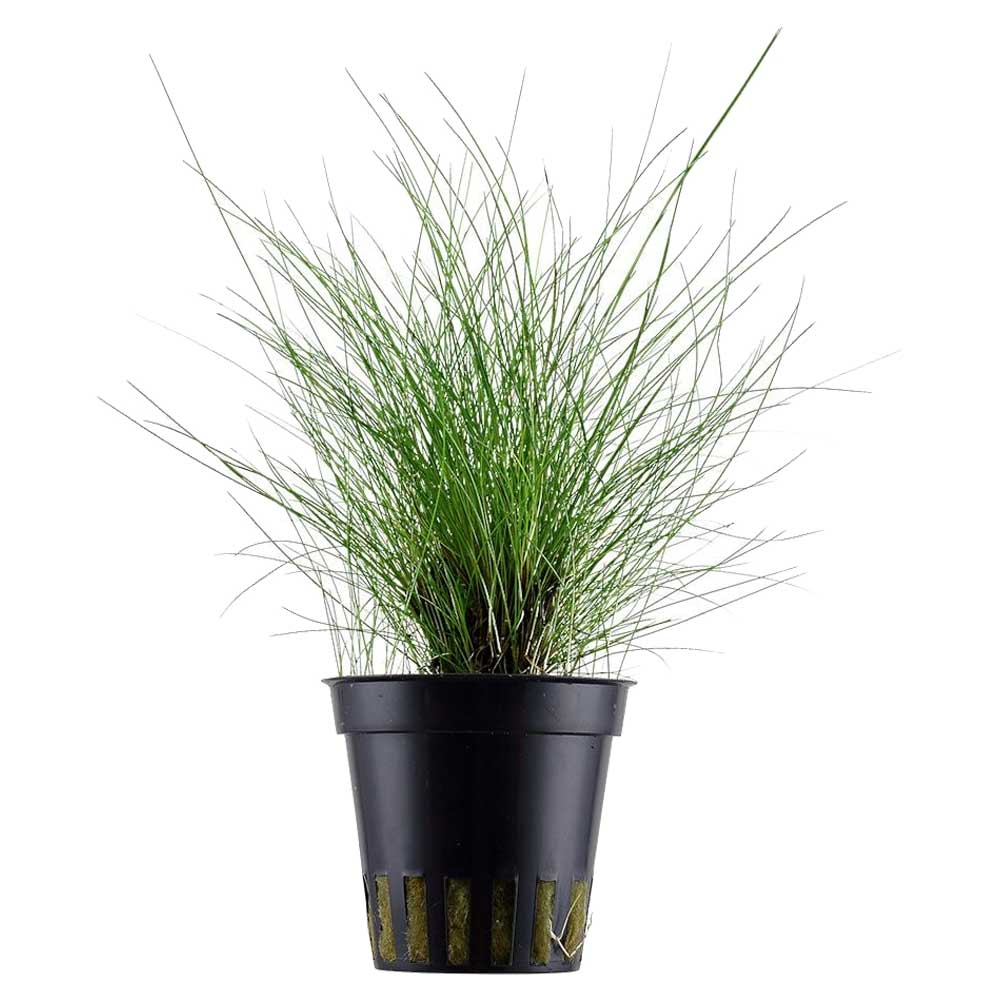 Eleocharis parvula