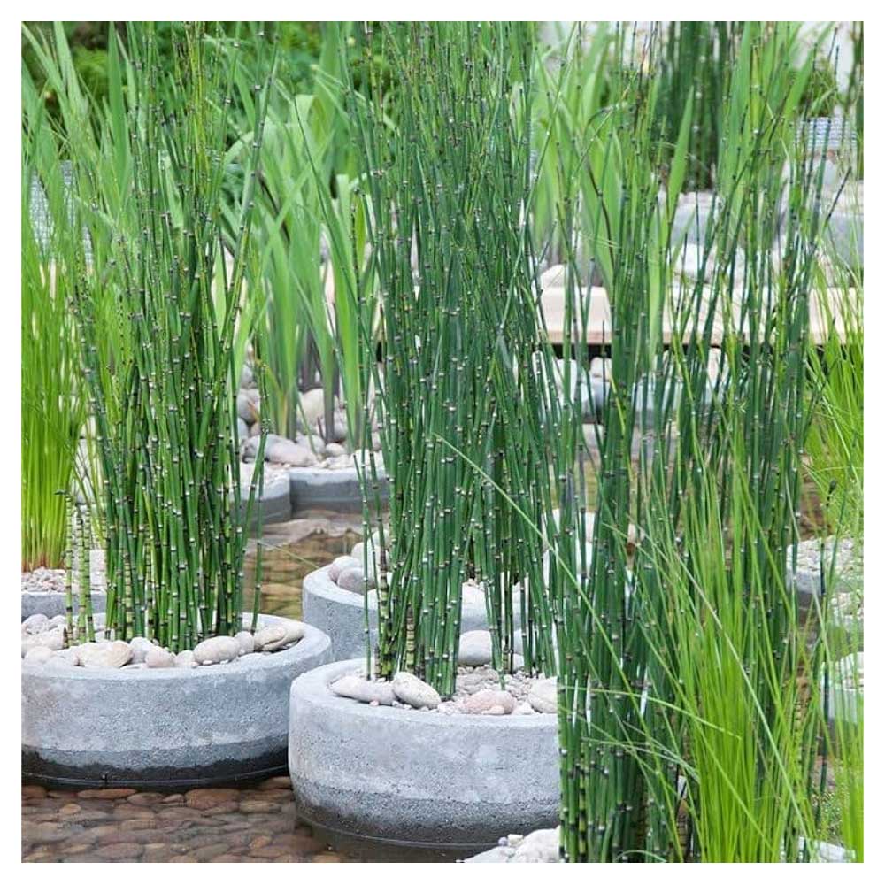 Equisetum japonicum