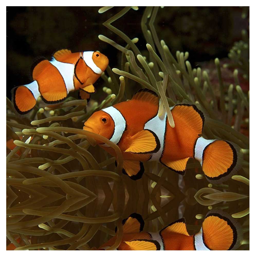 Amphiprion Ocellaris - Orange Clownfish