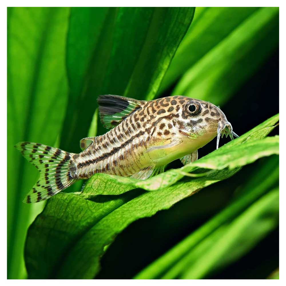 Corydoras leopard
