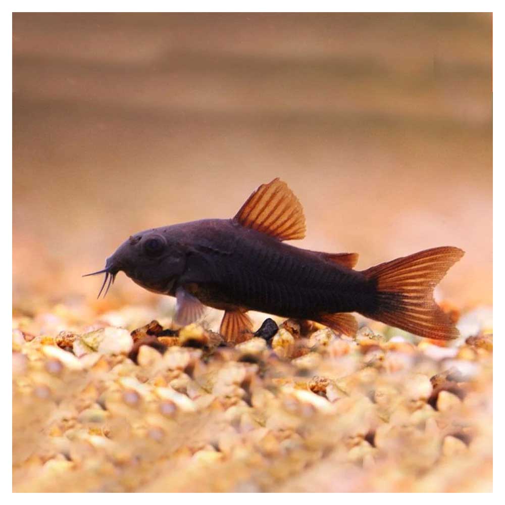 Corydoras venezuela black