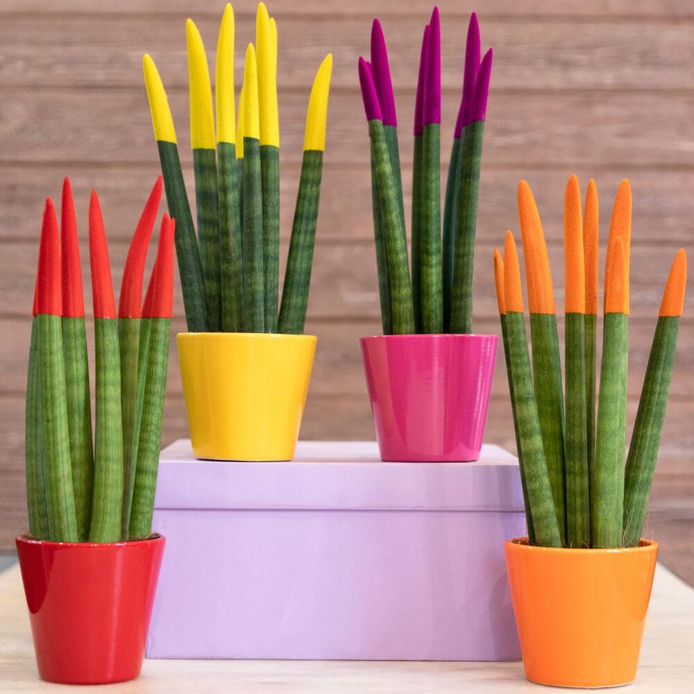 Sansevieria mix – Sanseveria – boja po našem izboru