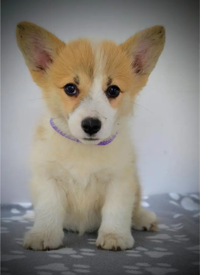Velški Corgi Pembrok prelepi štenci
