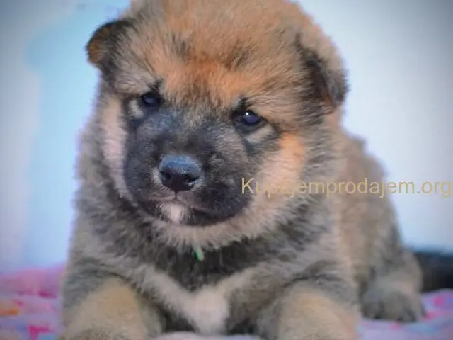 Shiba Inu prelepi štenci