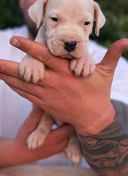 Argentinska doga ( Dogo Argentino )