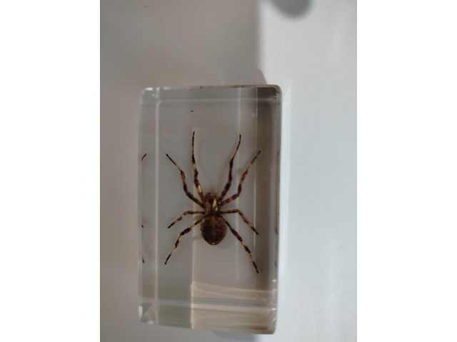 Pravi insekti i bube br.2 - Japanski pauk