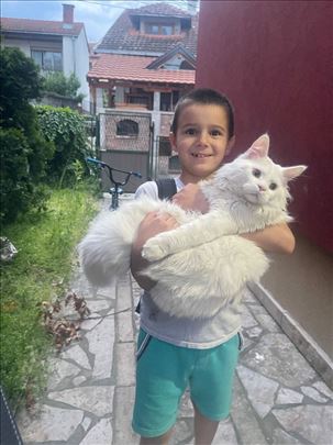 Maine Coon, mlada mačka