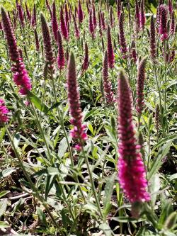 Veronica Pink Damask