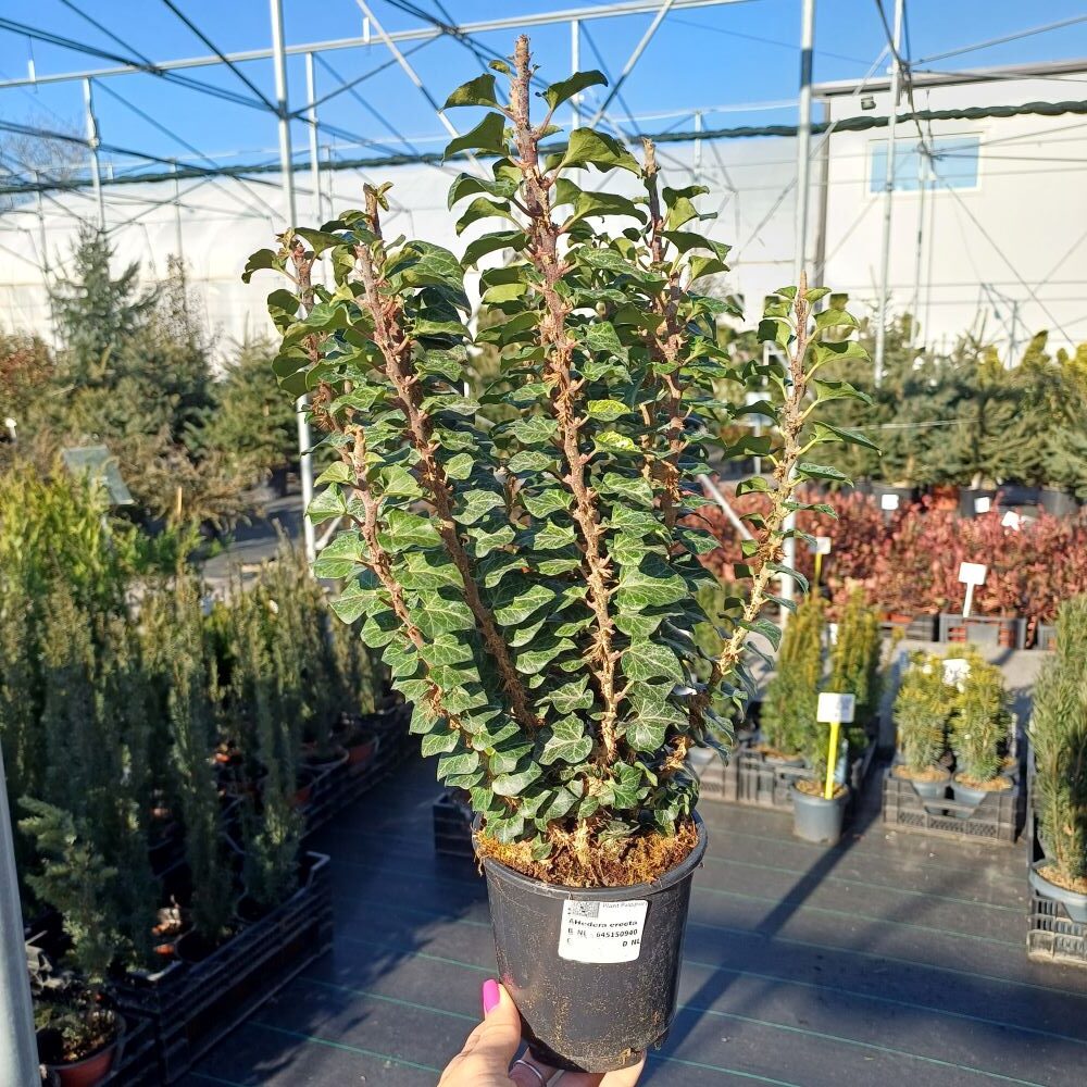 Hedera helix Erecta 20 cm