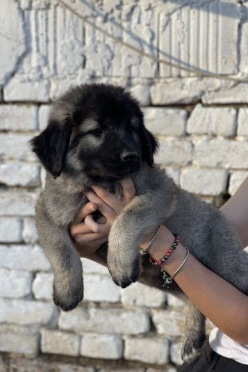 Kavkavski ovčar štenci Srbija