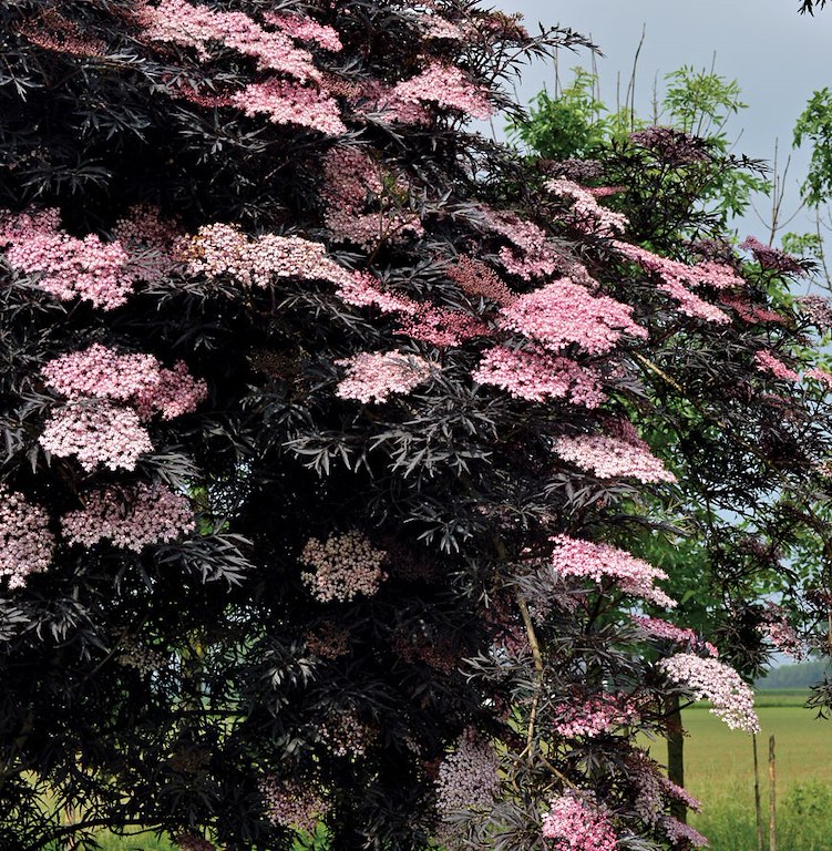 Sambucus nigra Black lace- crna zova