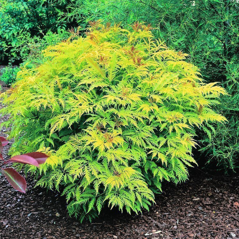 Sambucus racemosa ‘SUTHERLAND GOLD’ -Zlatna zova