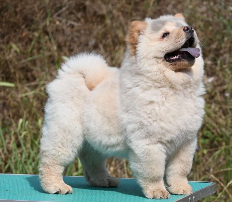 Chow Chow Cau Cau Čau Čau