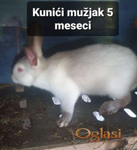Kunići