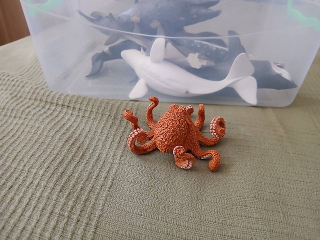 Collecta hobotnica