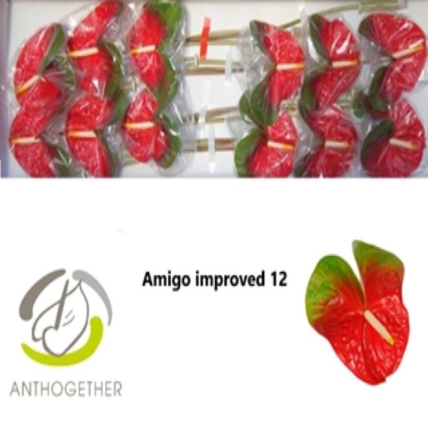 Anthurium amigo improved