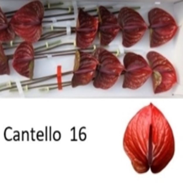 Anthurium Cantello