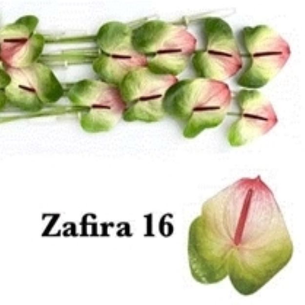 Anthurium Zafira