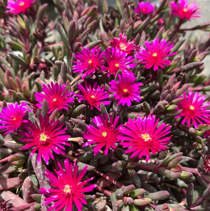 Delosperma Cooperi Desert Dancer Purple - Ledeni Cvet